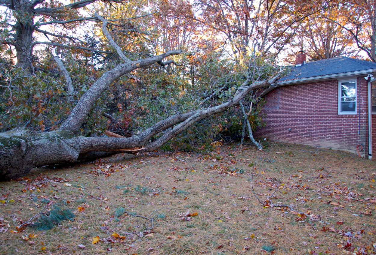 What to Do Immediately When a Tree Falls on Your Roof